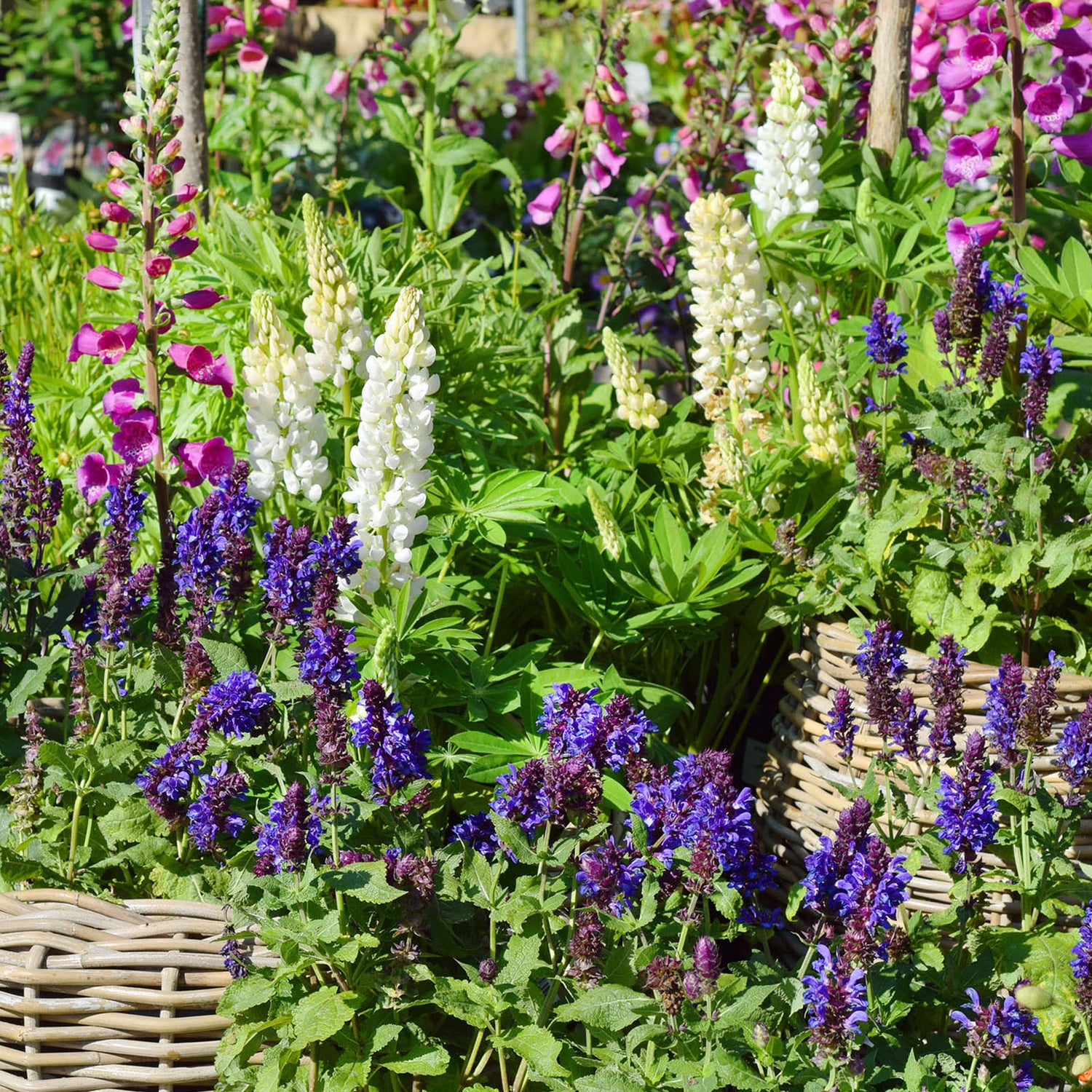 Reasons Why Your Garden Plants aren't Flowering and How to Fix it ...