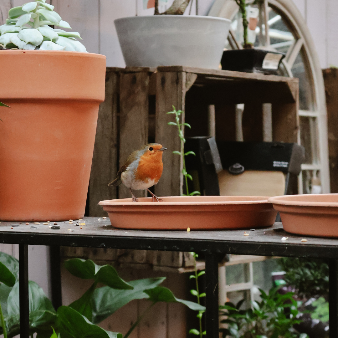 Join Us for the RSPB Big Garden Birdwatch 2025 | Flowerland