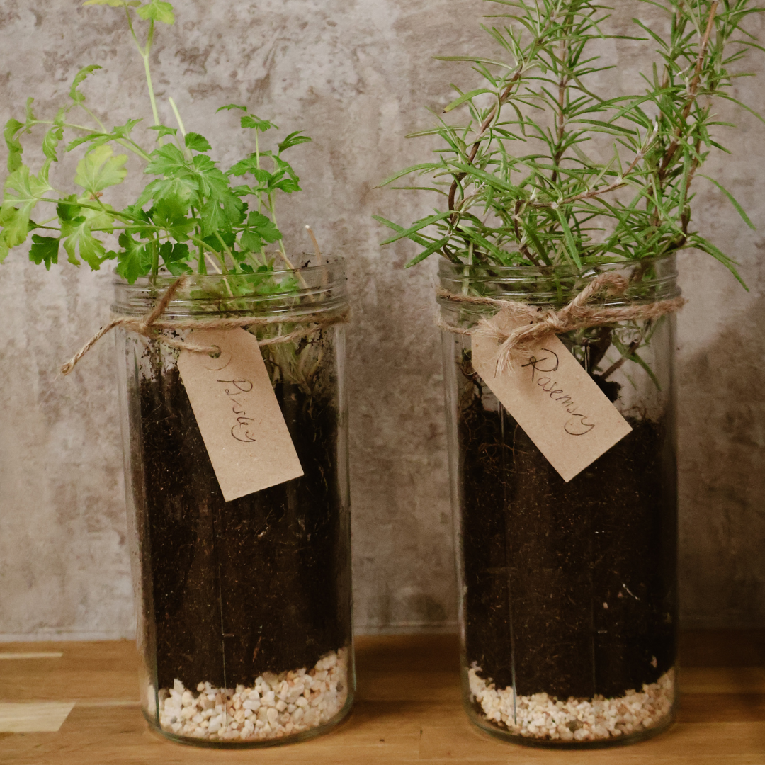 Start Your Own Herb Garden in Old Jars – The Perfect DIY Project for B ...