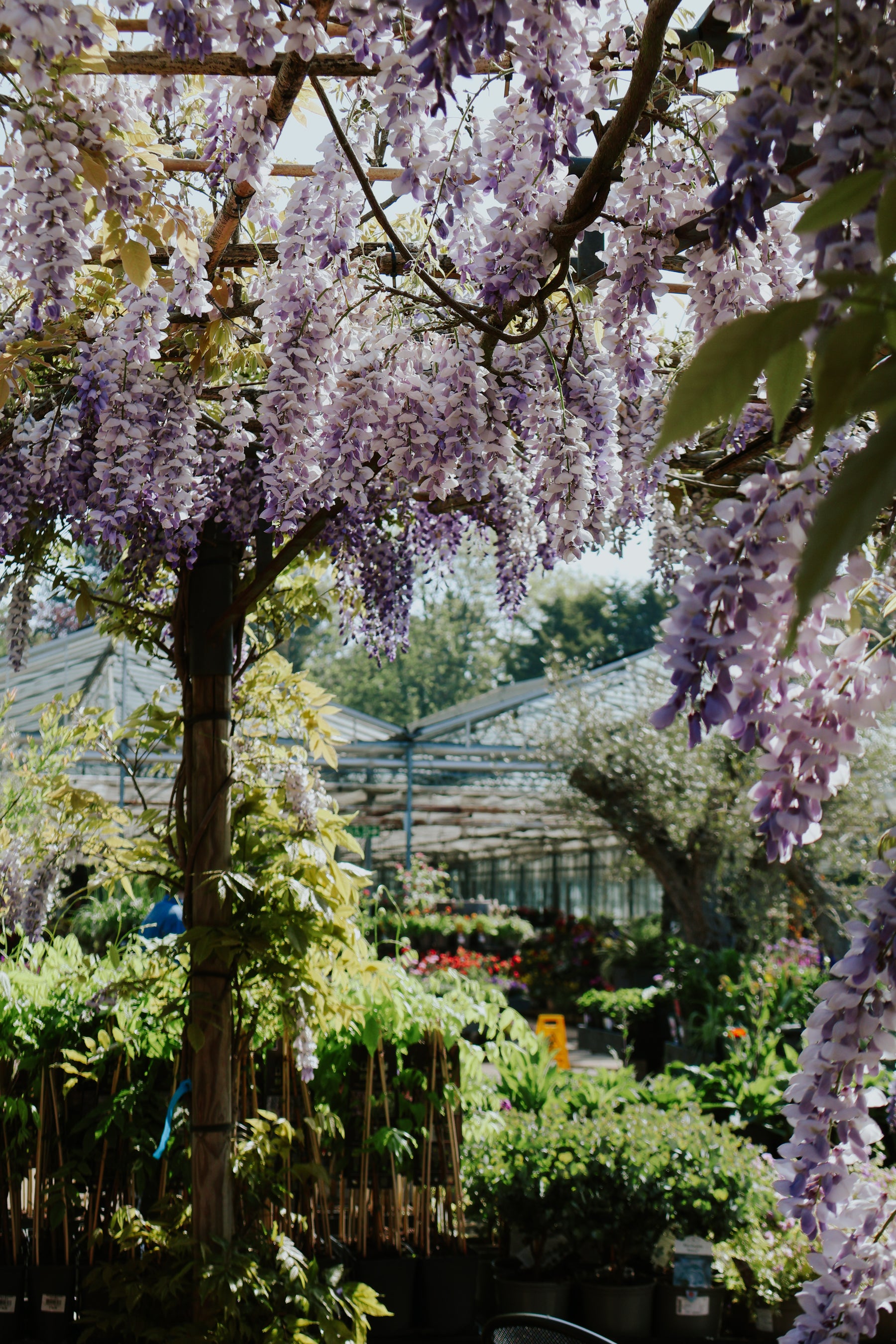 About Us | Flowerland